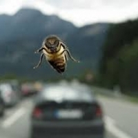 Is it dangerous to get an insect out of the vehicle while driving?